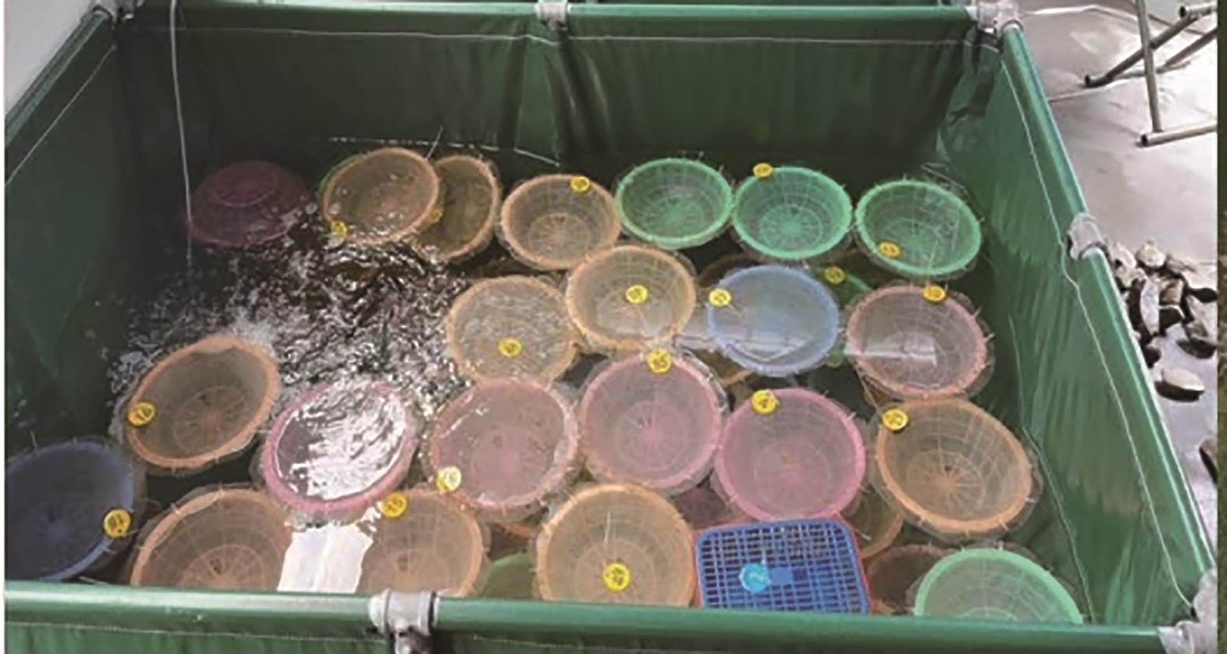 Effects of Testosterone Propionate on Amino Acid and Fatty Acid ...